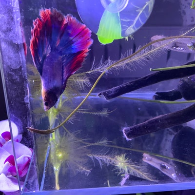 Netleaf Leather Flower Clematis Reticulata 20 Seeds - Etsy