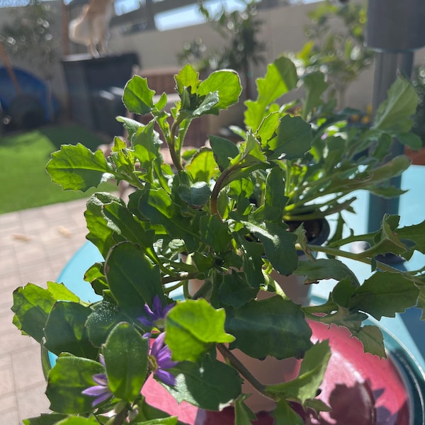 Live Texas Privet/ Ligustrum Japonicum Texanum Come With a One-gallon ...