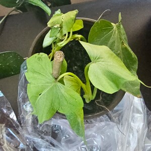 5 Fresh Cutting Vines No Root Puerto Rico Sweet Potatoes Strong to Grow ...