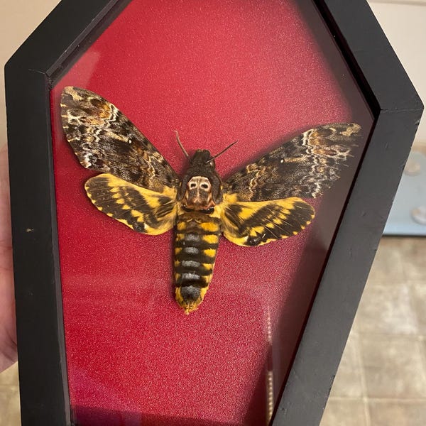 Real Death Head Moth Acherontia Coffin Frame, Black Gothic Hanging ...
