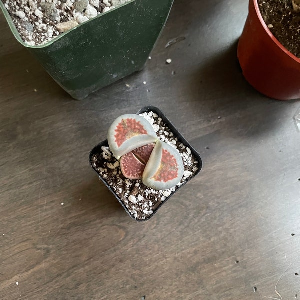 Lithops Rock Succulent Plant One Potted Plant - Etsy
