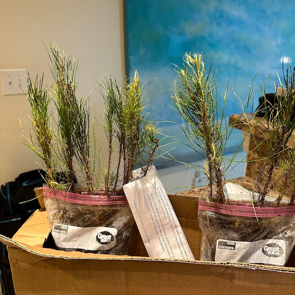 10 Longleaf Pine Seedlings - Etsy