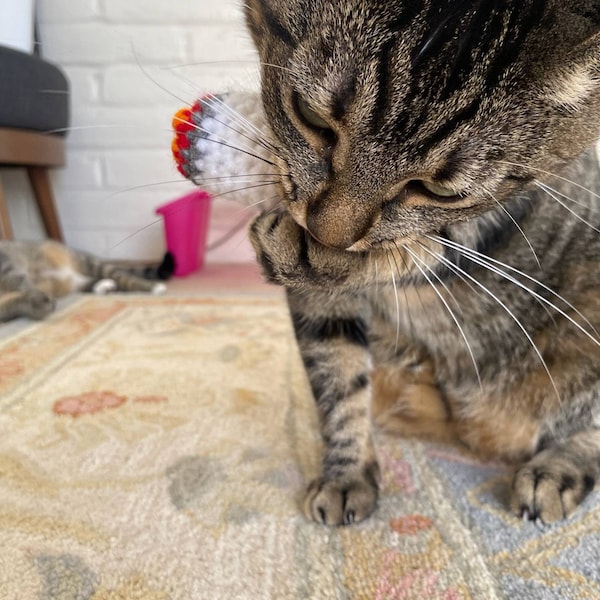 Cat Doobie. Sold One at a Time - Etsy