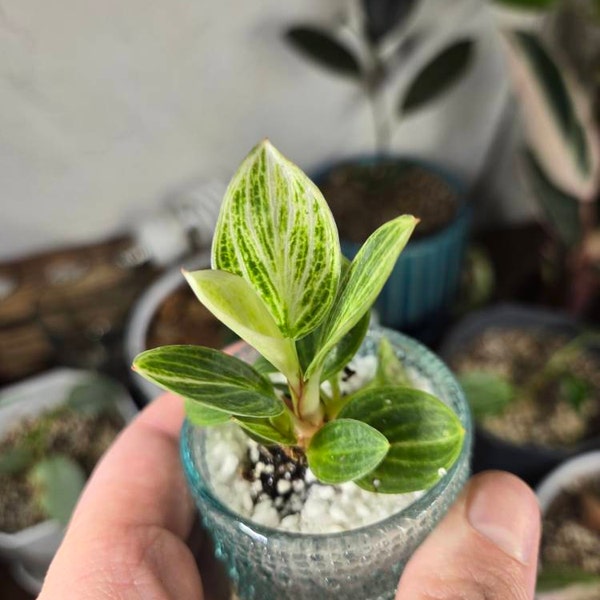 Philodendron Birkin Galaxy Starter Plant (ALL STARTER PLANTS Require ...