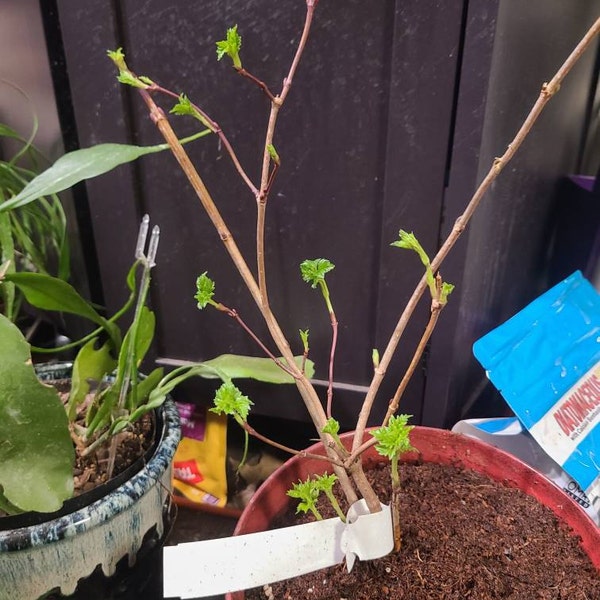 Incense Cedar Live Tree Seedling - Western Native Evergreen Great for ...