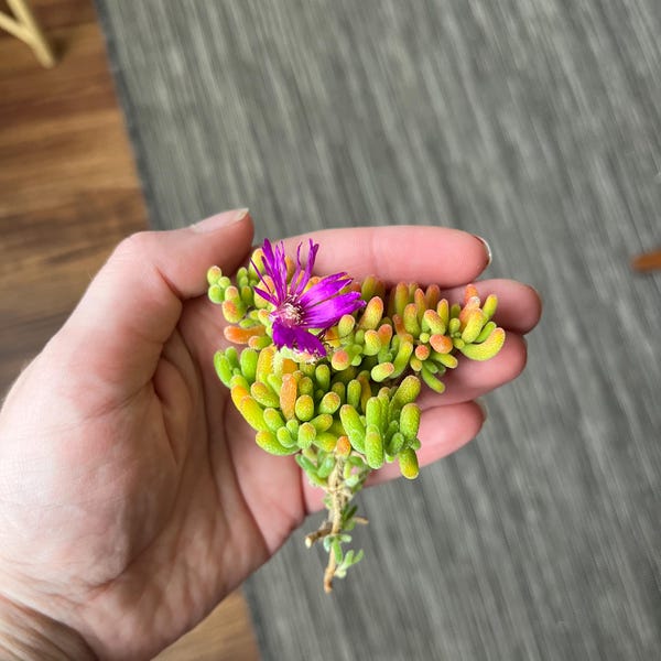 Beautiful Succulent: Dicrocaulon Ramulosum (l.bolus) Ihlenf Purple ...