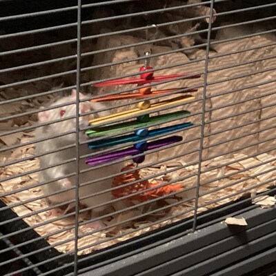 Small Pet Ladder for Cage Suitable for Rat, Hamster, Birds, Parrots ...