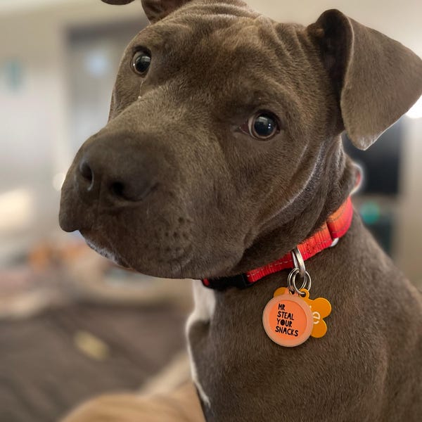 Custom Dog Name Tags Double Sided, Durable Dog Tag for Collar, Sassy ...