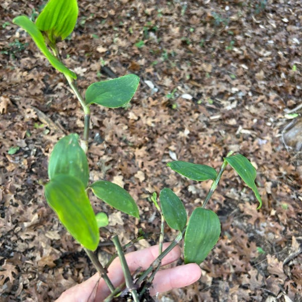 Cherry Sparkler Fountain Grass Plug Starter Plant - Etsy