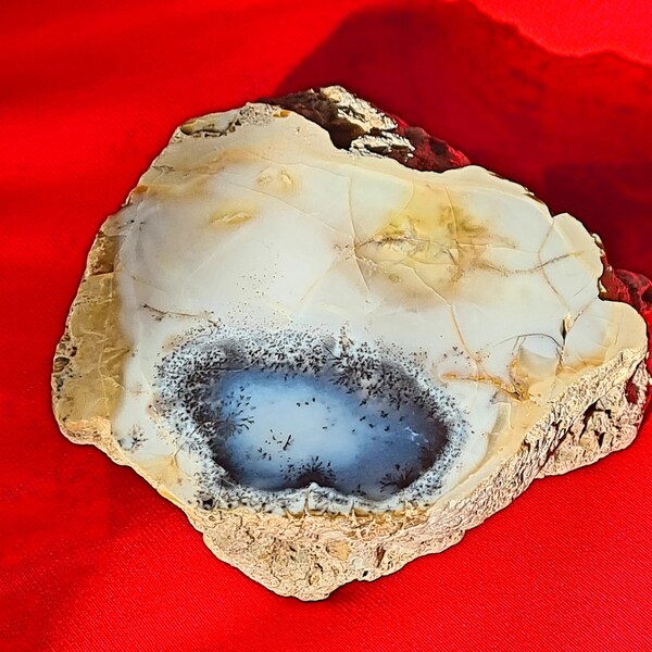 Super Rare! Opalized Petrified Wood Slice, Decoration Polished ...