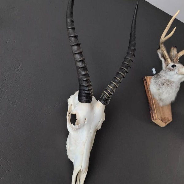 Zebra Glow: Handcrafted Swazi Cube Candles Inspired by Nature's ...