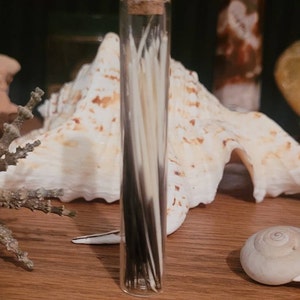 Stag Beetle - Dorcus Alcides A1 Unspread and Unmounted for All Your Art ...