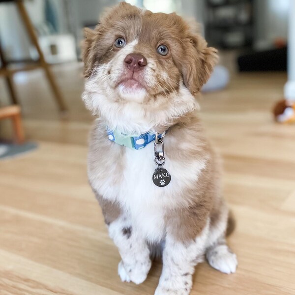 Microchip Dog Tag, Custom Dog Tag, Microchipped, Pet Tag, Dog ID Tag ...