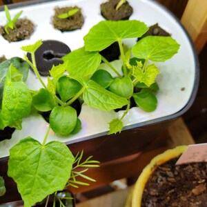 Green Shiso Seeds Ao Shiso Green Perilla Frutescens Ohba Ao | Etsy