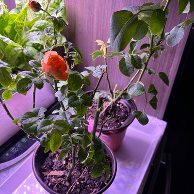 Rare New Rose. Red Juicy Terrazza. 红果汁flower Machine. Continue Blooming ...