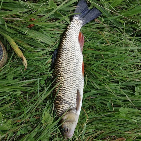 Smal Jointed Wooden Fishing Lure - Etsy