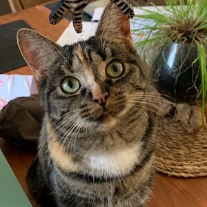 Custom Cat Tree Topper, Cat Memorial Gift, Cat Angel, Christmas Tree ...