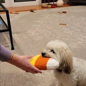 Candy Corn Squeaky Plush Dog Toy - Etsy