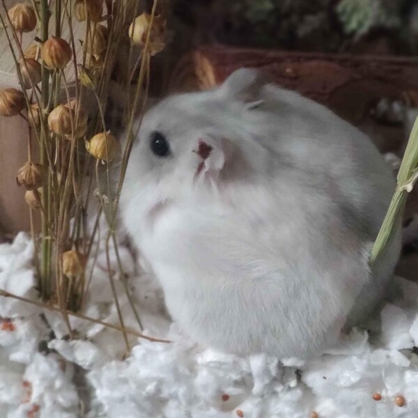 Flax Spray, Dried Flax Stems, Hamster Flax, Bird Flax, Hamster Flax ...