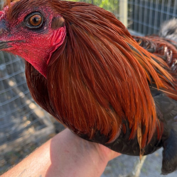 Tie Cords for Gamefowl 1 Dozen - Etsy