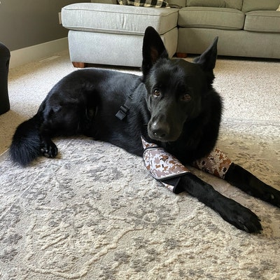 Adjustable K-9 Elbow Callus Pressure Sores Reflective Dog Elbow ...