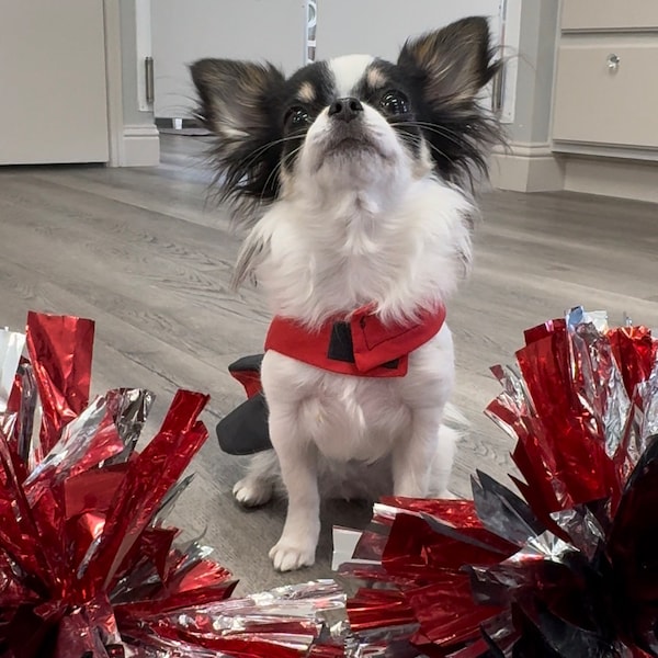 Dog Show Training Stack Box Toy Adult Size Stack Training 20 X 12 ...