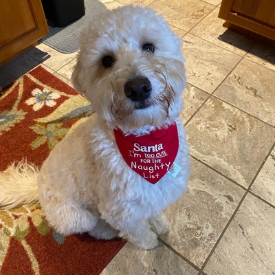 The Picnic Reversible Snap on Dog Bandana, Reversible, Two Looks in One ...