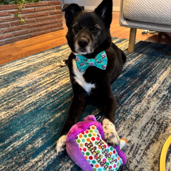 Blue & Green Dog Bow Tie, Pet Bow Tie, Preppy Dog Bow Ties, Gingham Dog Bow Tie, Plaid Dog Bow ...
