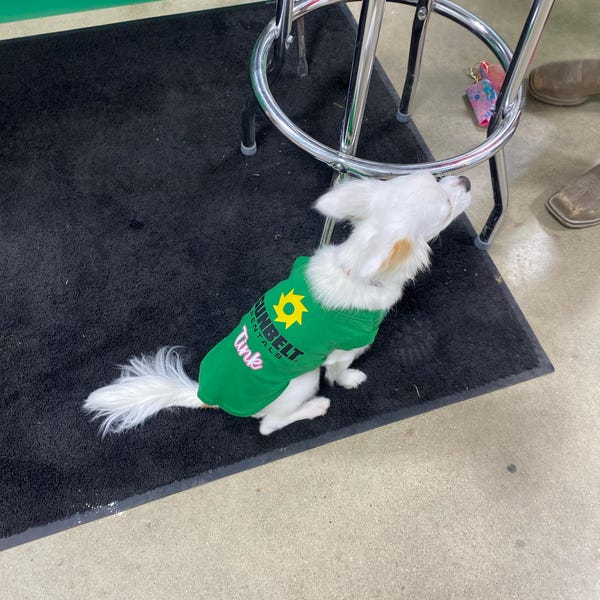 Customizable Pet Shirt: Create a Unique Look for Your Pet Personalized ...