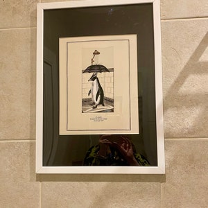 Photo/picture Mounts Size 30x40cm to Fit Image 25x35cm in White, Black ...