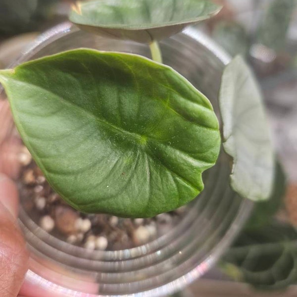 Alocasia Platinum “bisma” Starter Plant (ALL STARTER PLANTS Require You ...