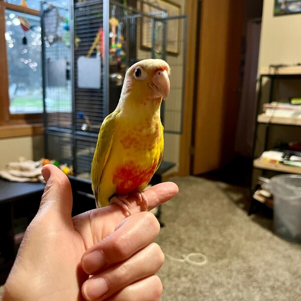 Pack of 3 Colorful Chain Links Textured Bird Foot Toy Bird Toy Small ...