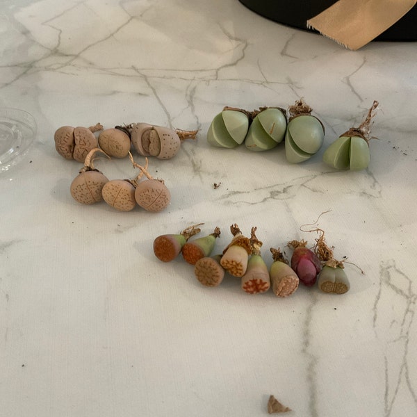 Limited Rare Lithop Succulent Gibbaeum Heathii / Lithops Living Stone ...