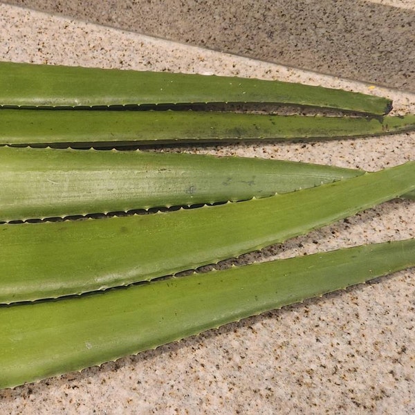 Kalanchoe Pinata Bryophyllum Pinnatum Miracle Leaf Leaf of Life 만손초 ...