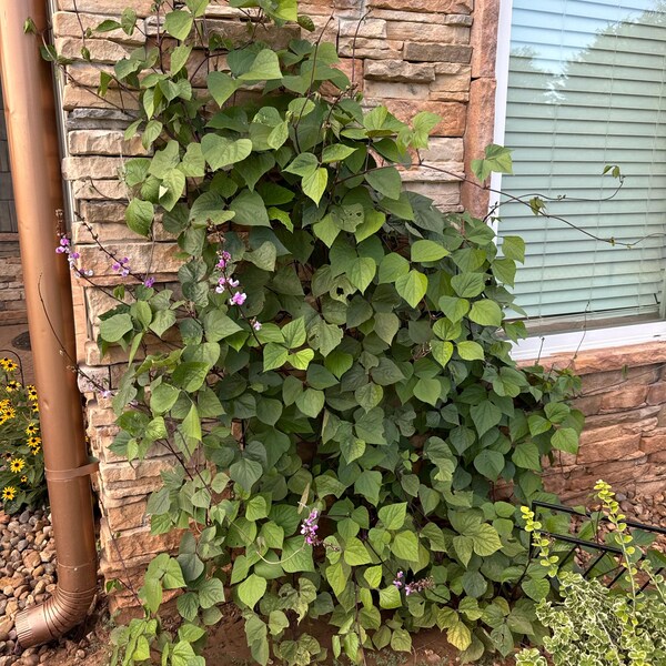 Organic Dried Perilla Leaves, Dried Shiso Herb, Herbal Tea, Culinary ...