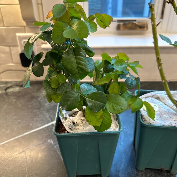Chinese Julie. Climbing Rose Hanxian 涵仙，cut Rose. Highly Recommended ...
