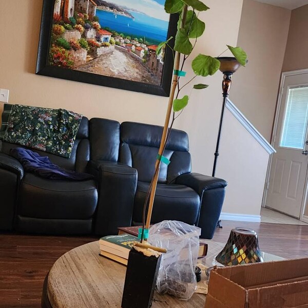 Cornus Kousa - 30-36 Inches Tall - Chinese Dogwood - Prolific Flowering ...