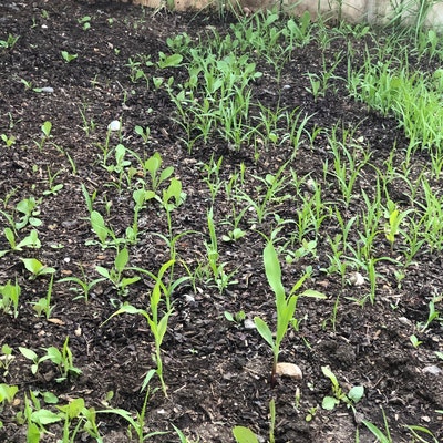 40 Sugar Baby Watermelon Seeds Citrullus Lanatus CI4040 - Etsy