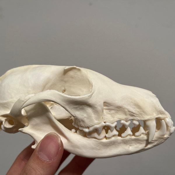 Real Arctic Fox Skull (vulpes Lagopus), Professionally Cleaned ...
