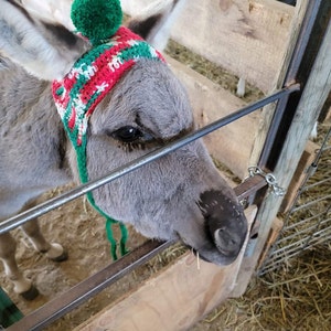 Two-color Hat - Mini Donkey - Etsy
