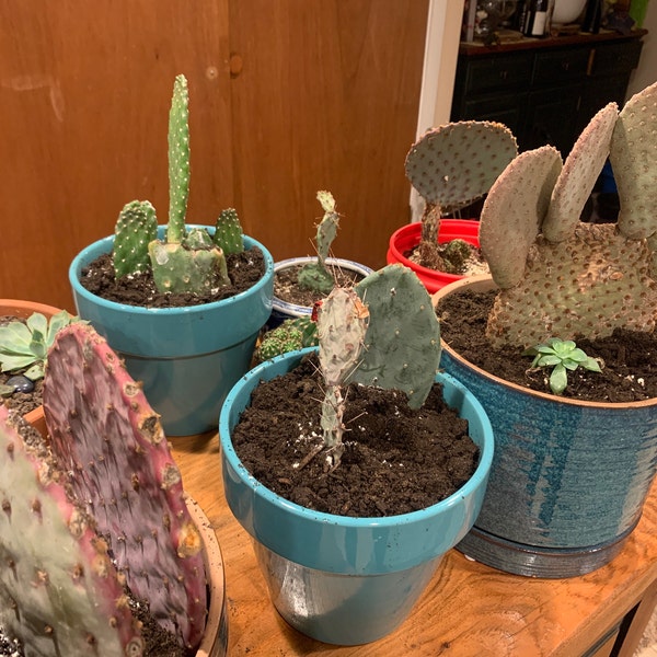 Beavertail Prickly Pear Cactus, Pink Blooms, Unrooted Pad or Bare Root ...
