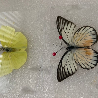 Butterfly Mounting Kit for Beginners, With Real Butterflies and Tools ...