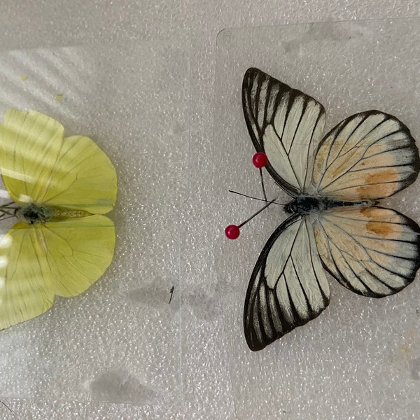 Butterfly Mounting Kit for Beginners, With Real Butterflies and Tools ...