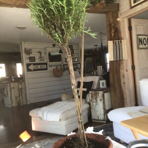 Variegated Scented Geranium Topiary 6 Pot Braids and Twists - Etsy