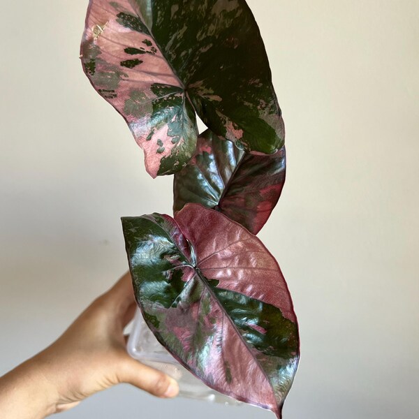 The 6 Inch Pot - Raspberry Beret, Begonia Rex, Painted-leaf Winter ...