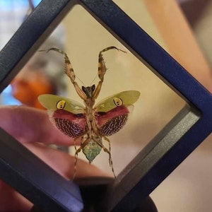 Penthicodes Farinosa Peleng, Real Lanternfly, Fulgoridae , Floating ...