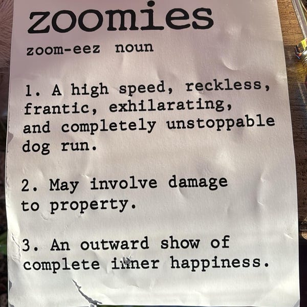 Zoomies Dog Photo Frame, Wood Framed Zoomies Definition Dog Sign, Dog ...