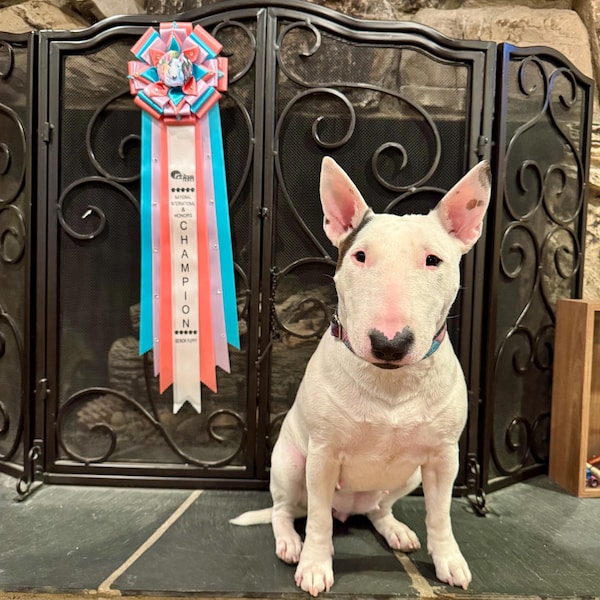 Premium Rosette Award Ribbon Personalized With 6 1/2" Rosette and 17 ...