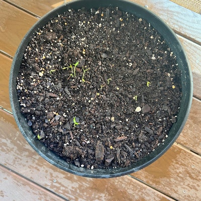 Heirloom Tomato Trip-l-crop Italian Tree Tomato 90 Day MONSTER ...