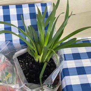 Physocarpus Opulifolius Ninebark 'nugget' Chartreuse Yellow Flowering ...